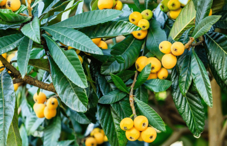 10 Cold Hardy Exotic Fruit Trees - AMERICAN GARDENER