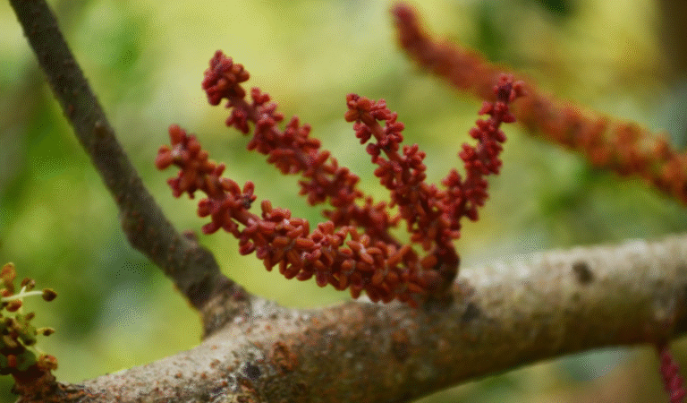 5 Trees that Smell Like Sperm/Semen - AMERICAN GARDENER