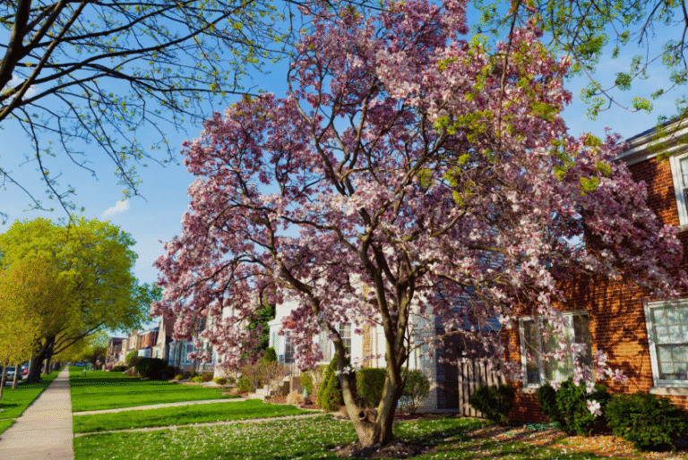 27 Best Sweet Smelling (Fragrant) Trees For Landscaping - AMERICAN GARDENER