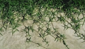 10 Grasses that Spread by Rhizomes - AMERICAN GARDENER