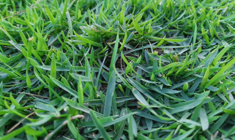 10 Grasses That Spread by Runners - AMERICAN GARDENER