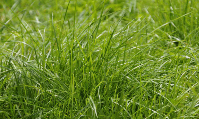 10 Fast Growing Lawn Grass For Landscaping - AMERICAN GARDENER