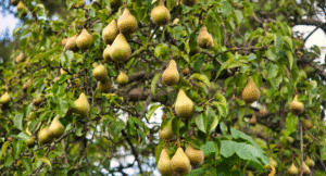12 Self-pollinating Pear Tree Varieties - AMERICAN GARDENER
