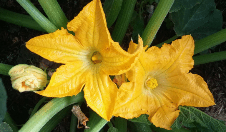 12 Self-Pollinating Squash Varieties - AMERICAN GARDENER