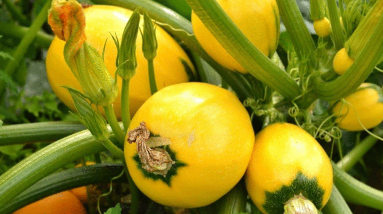 12 Self-Pollinating Squash Varieties - AMERICAN GARDENER