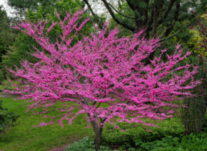 21 Small Trees That Grow Well in Shade - AMERICAN GARDENER