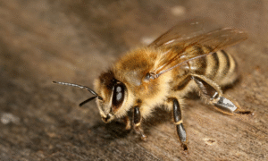 15 Types of Non-Stinging Bees – (Identification, With Pictures ...