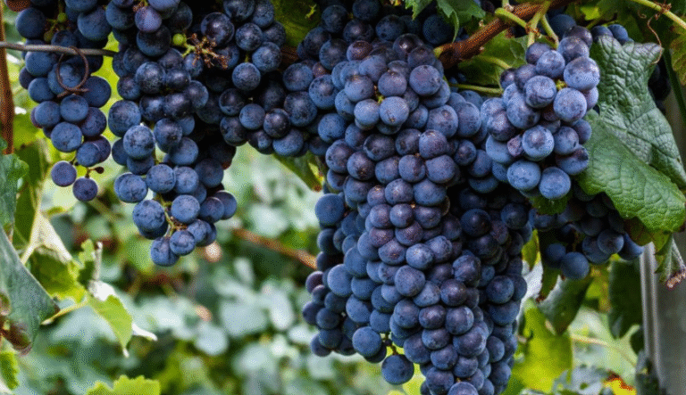 10 Types of Grapes that Taste Like Lychee - AMERICAN GARDENER
