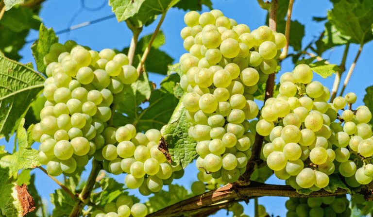 37 Different Types of Grapes – (An Overview, With Pictures) - AMERICAN ...
