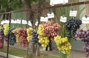 37 Different Types of Grapes – (An Overview, With Pictures) - AMERICAN ...