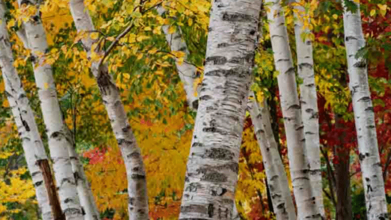 Paper Birch (Betula papyrifera): History, Identifying Characteristics ...