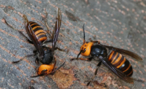 28 Different Types of Hornets - (Identification, With Pictures ...