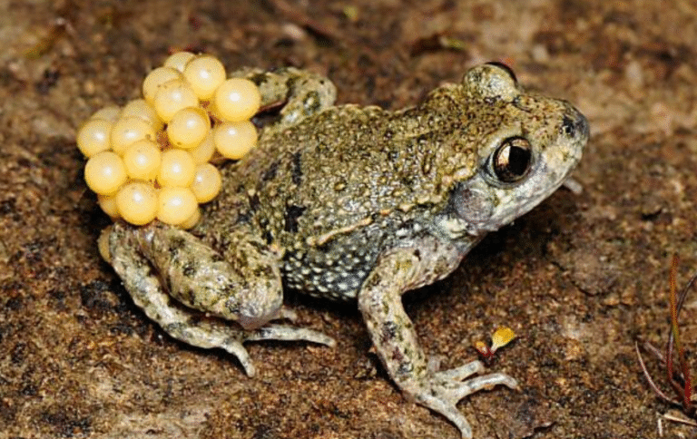 10 Frogs that Hatch & Carry Babies on Back – (Identification, With ...