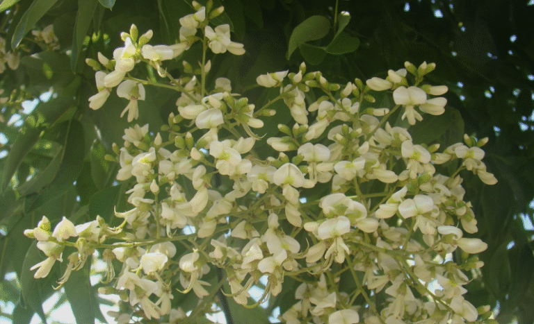 Japanese Pagoda Tree: History, Identifying Characteristics ...