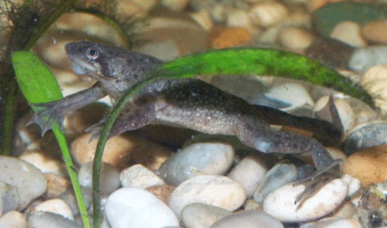4 Types of African Dwarf Frogs (Genus: Hymenochirus) - AMERICAN GARDENER