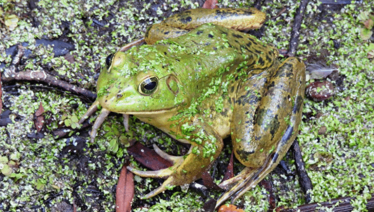 32 Types of Frogs that live In Florida - AMERICAN GARDENER