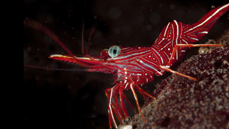 10 Insects that Live In the Ocean/Sea - AMERICAN GARDENER