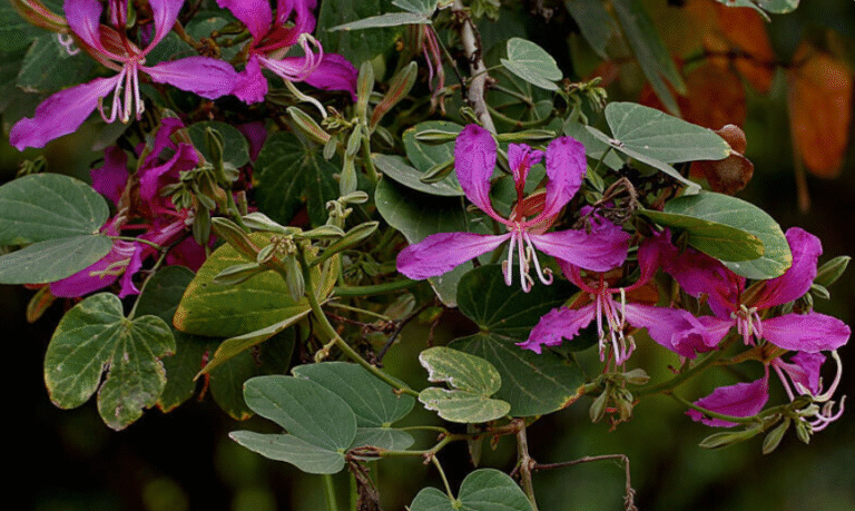 Purple Orchid Tree (Bauhinia purpurea): Native Range & Cultivation ...
