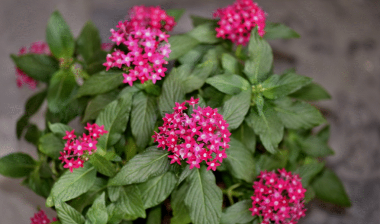 Pentas: Identifying Characteristics & Cultivation - AMERICAN GARDENER