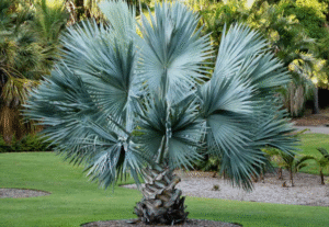 34 Dwarf or Small Palm Trees For Landscaping - AMERICAN GARDENER