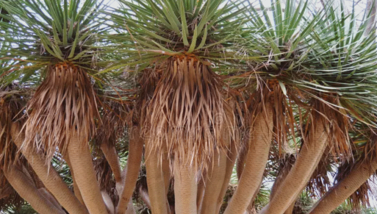 16 Palm Trees With Multiple Trunks – (With Pictures) - AMERICAN GARDENER