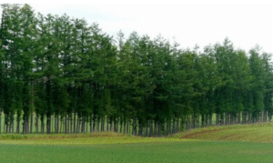 24 Best Trees For Windbreak - AMERICAN GARDENER