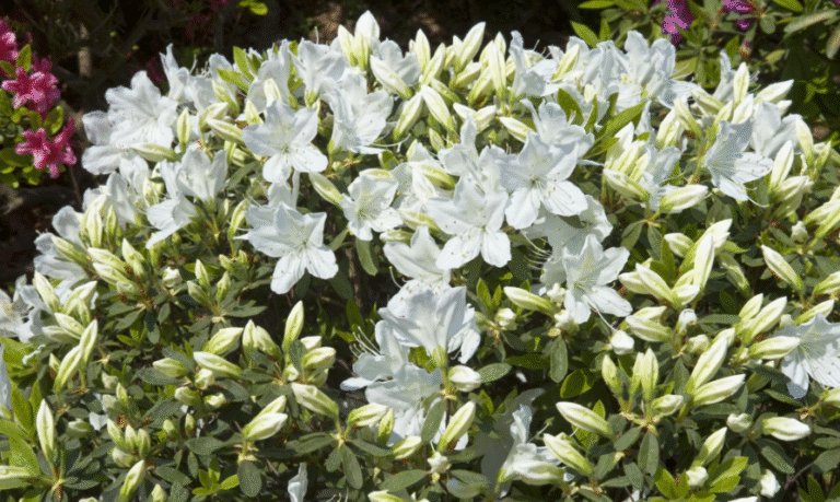 10 Azalea Bushes that Blooms 3 Times a Year - AMERICAN GARDENER