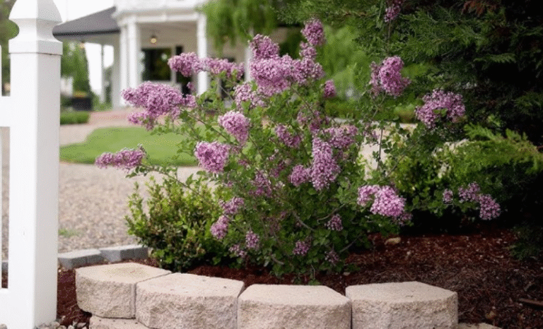 16 Types of Reblooming Lilac Bushes (Varieties) - AMERICAN GARDENER