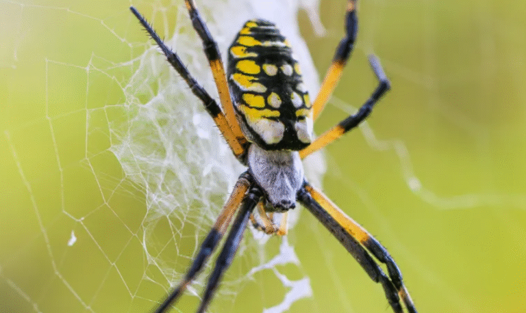 21 Types of Yellow Spider Species – (Identification, With Pictures ...