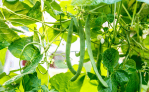 15 Types of French Beans – (Identification, With Pictures) - AMERICAN ...
