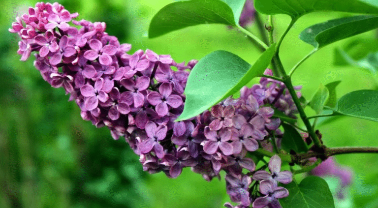 24 Flowers With 5 Letter Names - AMERICAN GARDENER