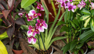 25 Flowers With 6 Letter Names - AMERICAN GARDENER