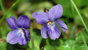 25 Flowers With 6 Letter Names - AMERICAN GARDENER