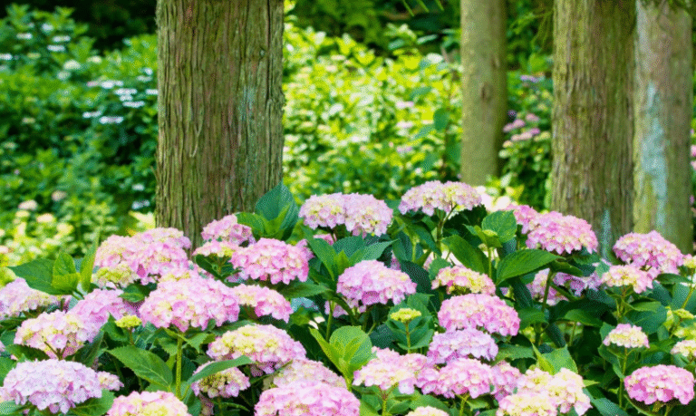 28 Plants That Grow Well Under Cedar Trees - AMERICAN GARDENER