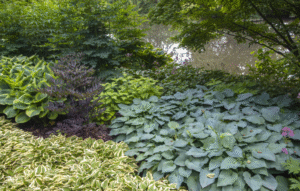 28 Plants That Grow Well Under Cedar Trees - AMERICAN GARDENER