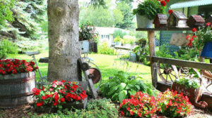 34 Plants That Grow Well Under Spruce Trees - AMERICAN GARDENER