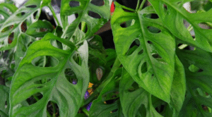 10 Common Plants With Holes in Their Leaves – (Fenestrated Plants ...