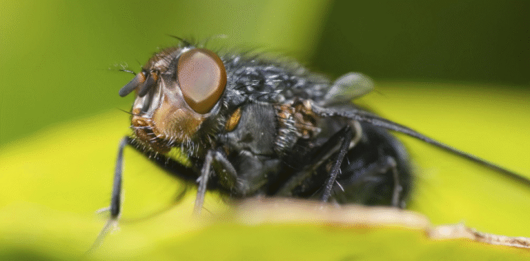 6 Insects With 3 letters Names – (Identification Guide - AMERICAN GARDENER