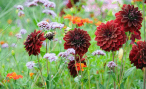 28 Types of Verbena Flowers - (Identification, With Pictures)
