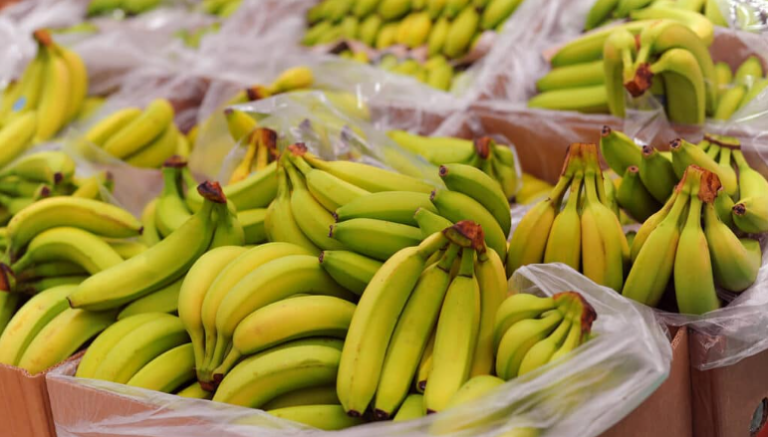 50 Different Types of Bananas And Their Classification