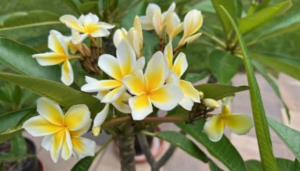 16 Types of Plumeria – (Explained In Details) - AMERICAN GARDENER