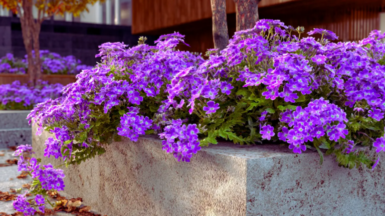 How To Grow And Care For Verbena - (The Simple Way)