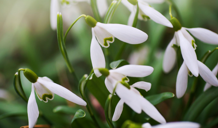 How to Grow and Care for Snowdrop - (The Simplest Way)