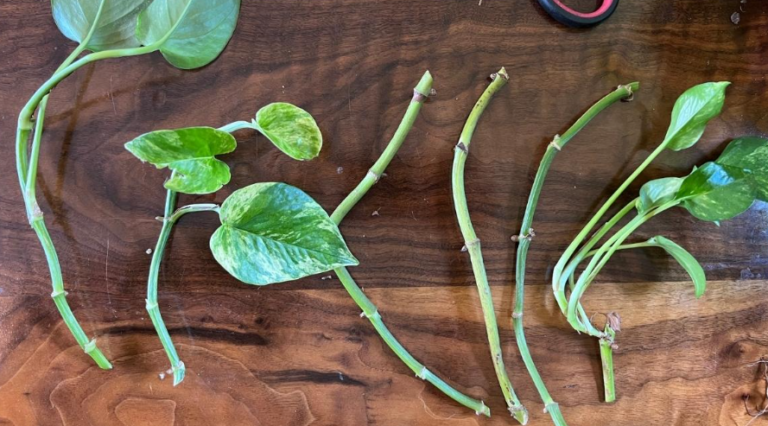 60 Plants That Grow Easily From Cuttings