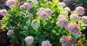 30 Plants That Easily Grow From Leaves - (Identification)