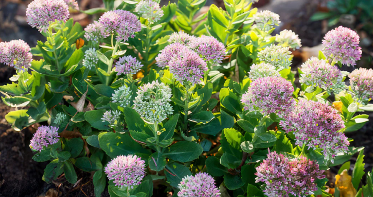 30 Plants That Easily Grow From Leaves - (Identification)