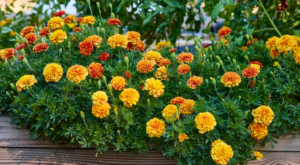 How to Grow and Care for Marigold - (The Simplest Way)