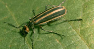 40 Beetles With Stripes on Their Back