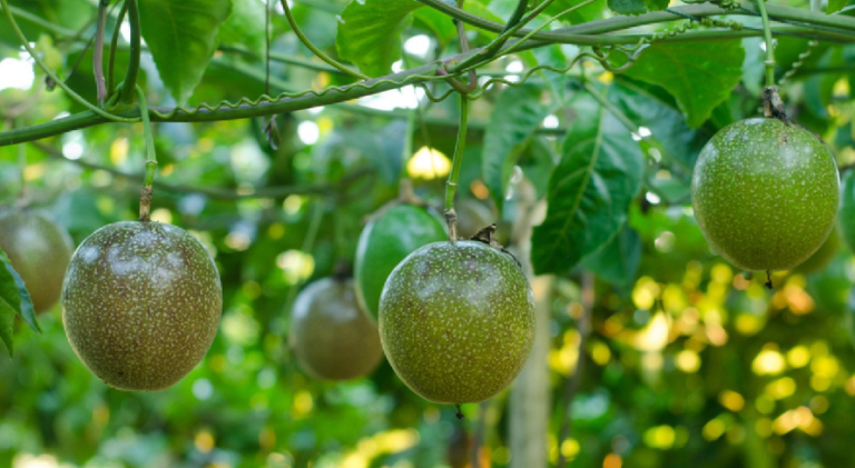 40 Different Types of Passion Fruits (With Pictures)